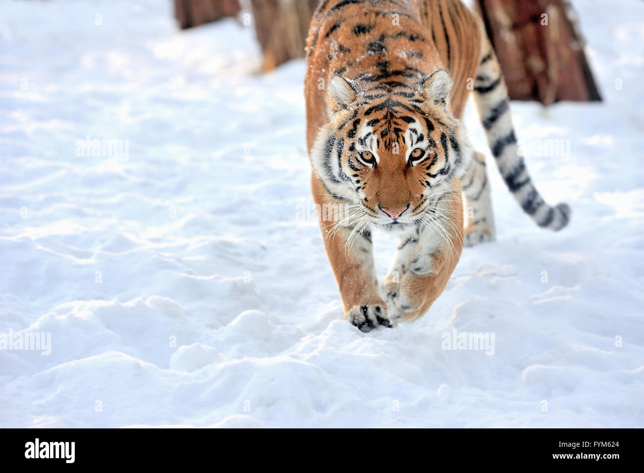 Siberian tiger habitat hi-res stock photography and images - Alamy
