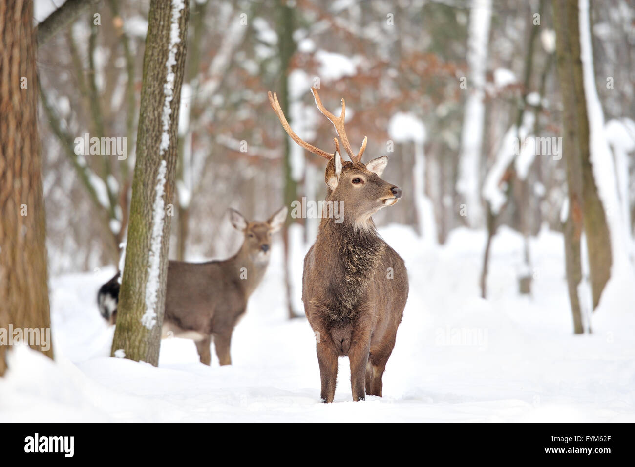 Deer winter white tail wild animal wildlife hi-res stock photography ...