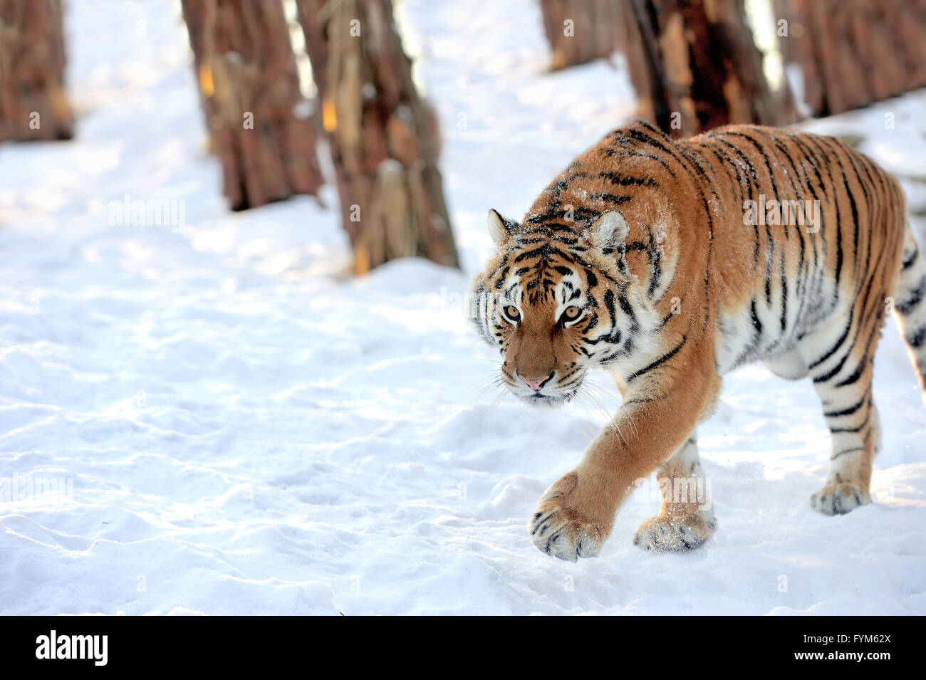 Tiger look tree hi-res stock photography and images - Alamy