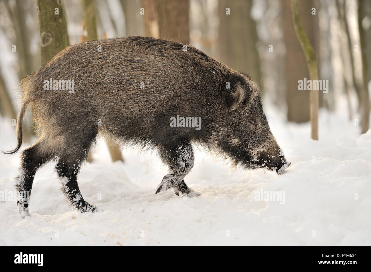 Wild boar in winter forest Stock Photo - Alamy