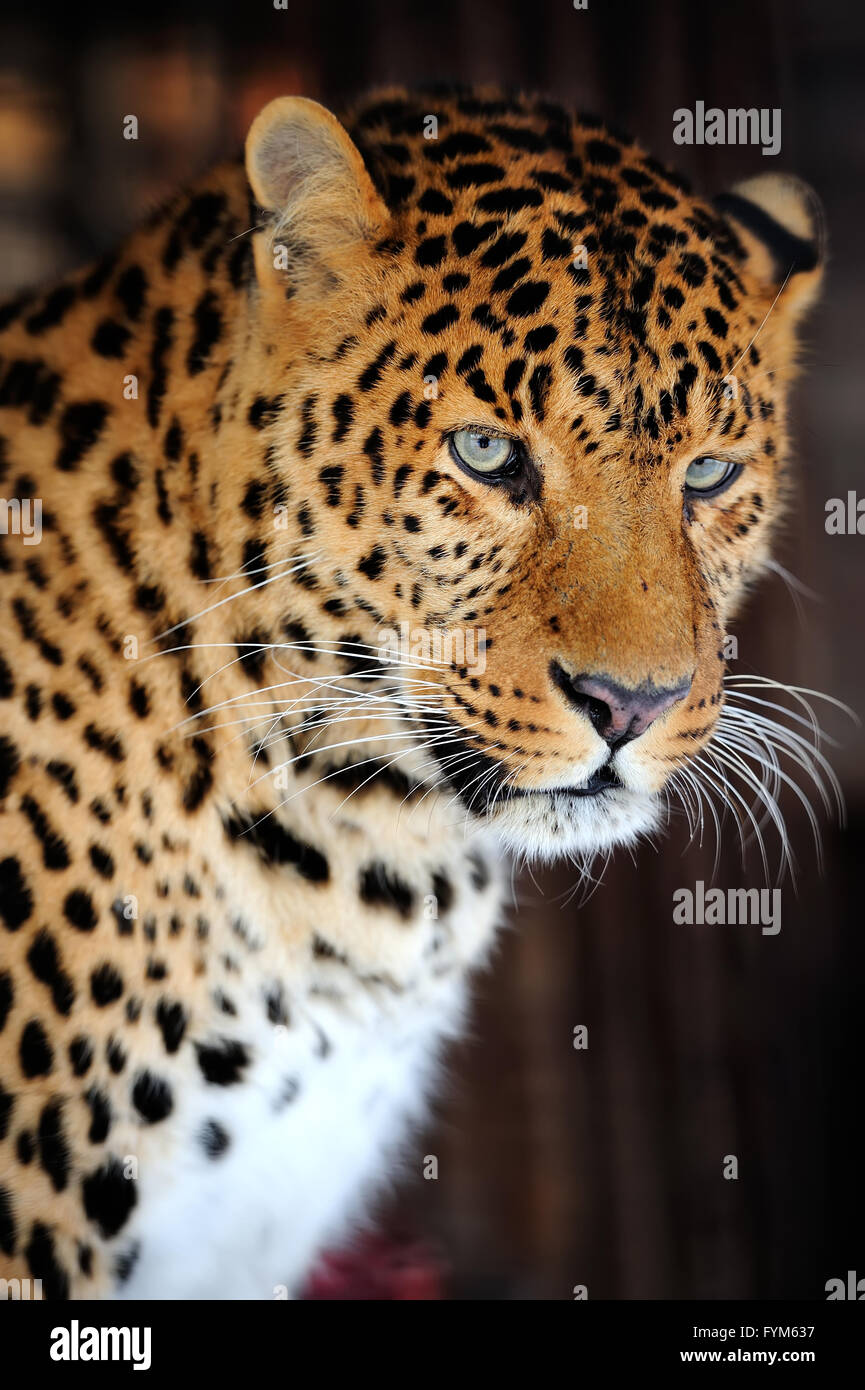 Leopard portrait on dark background Stock Photo - Alamy