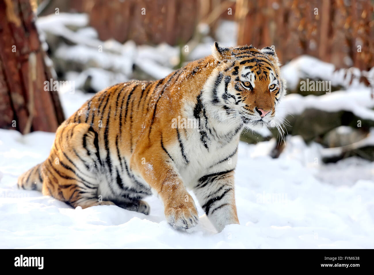 Beautiful wild siberian tiger on snow Stock Photo - Alamy