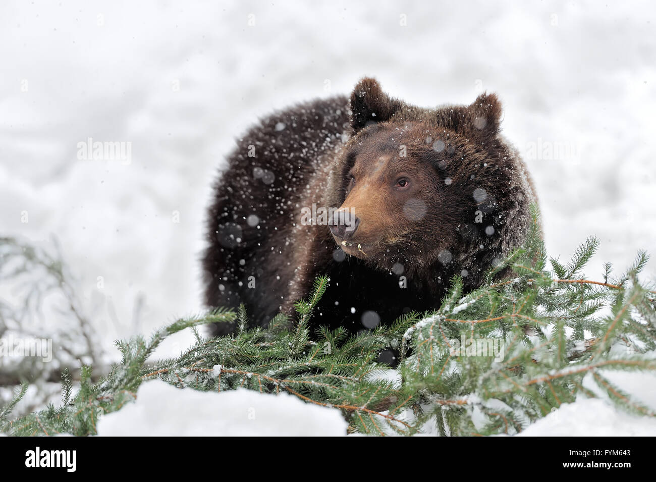 Wild brown bear in winter forest Stock Photo - Alamy