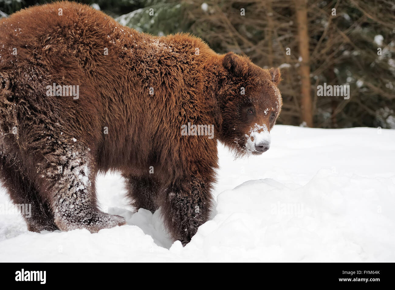 Wild brown bear in winter forest Stock Photo - Alamy