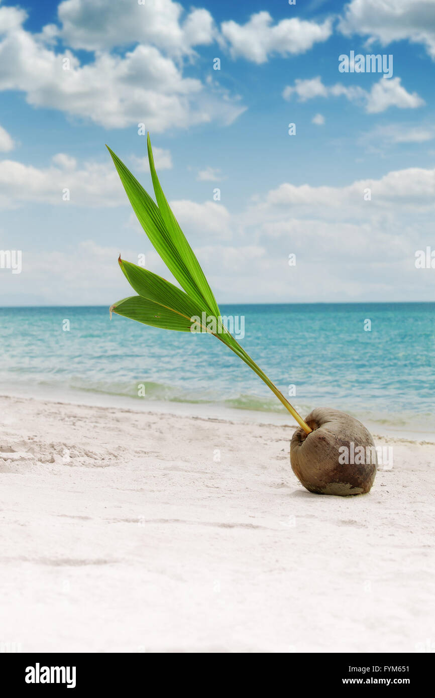 Coconut sprout hi-res stock photography and images - Alamy