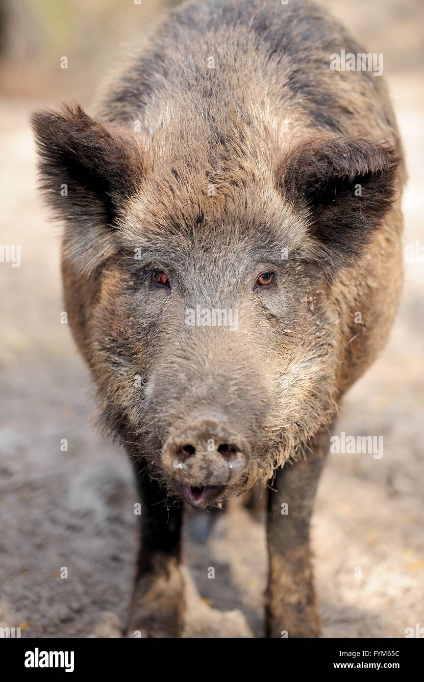 Big wild boar in spring forest Stock Photo - Alamy