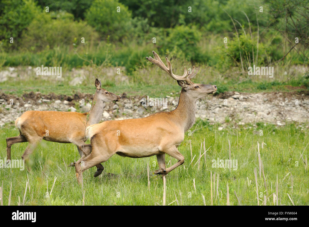 Wild red deer in nature Stock Photo - Alamy