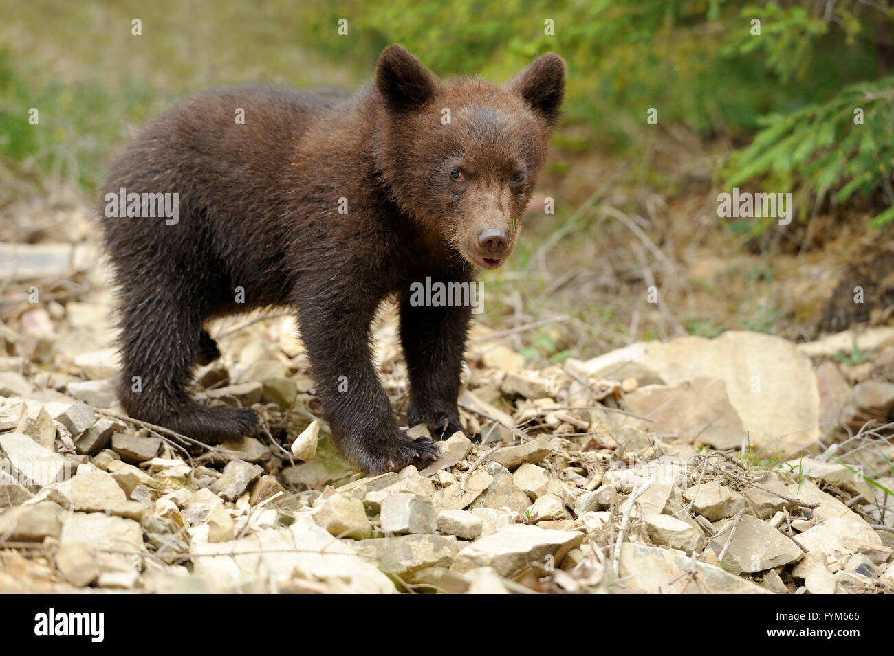 Brown bear cub in a forest Stock Photo - Alamy