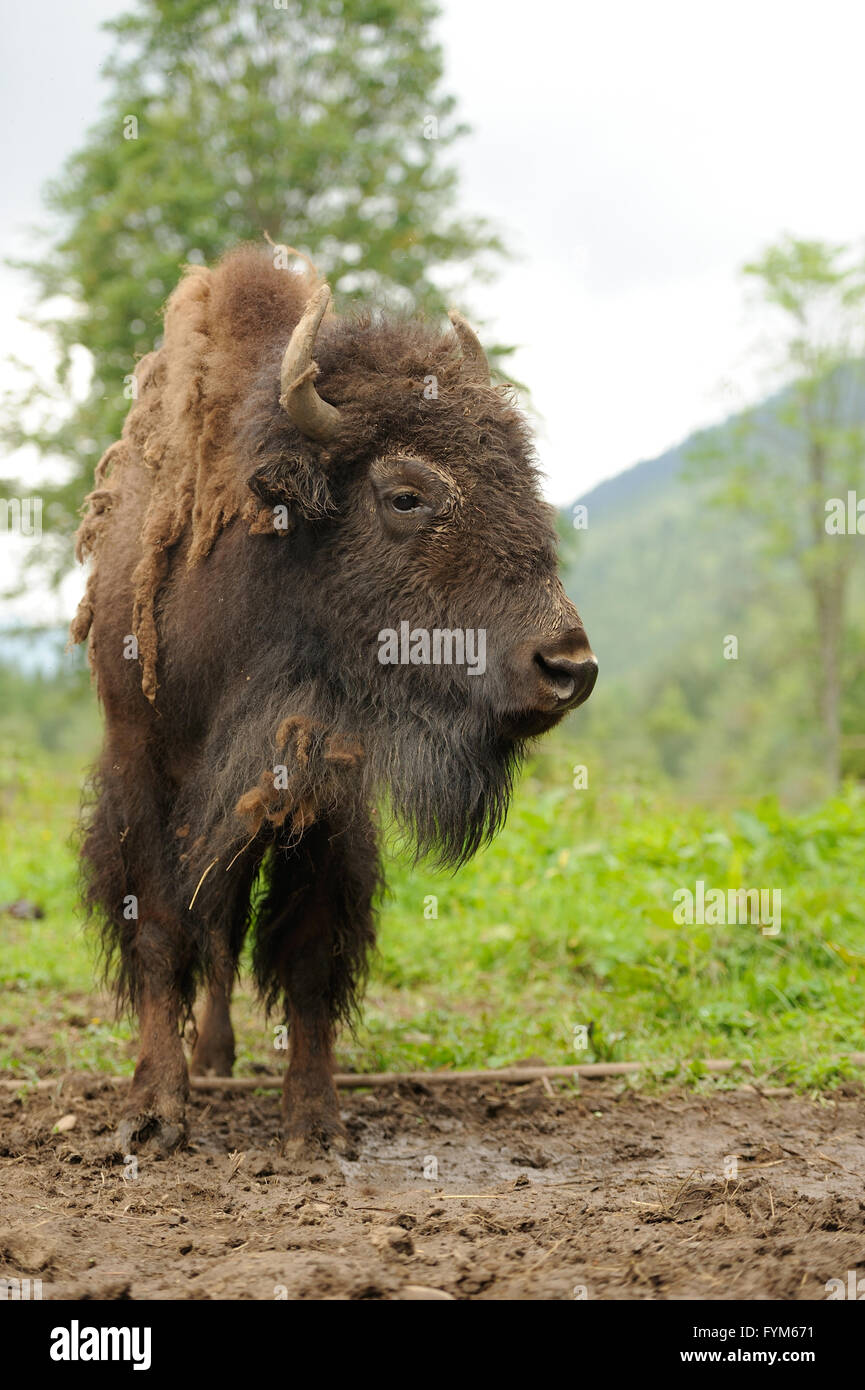 Large male of bison in the forest Stock Photo - Alamy