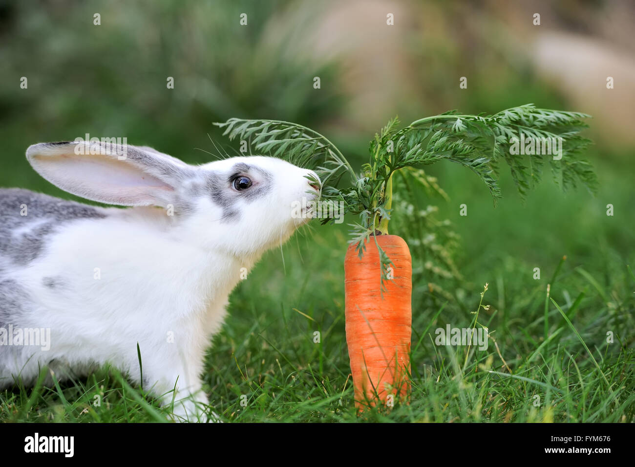 Baby rabbit in grass. Summer day Stock Photo - Alamy