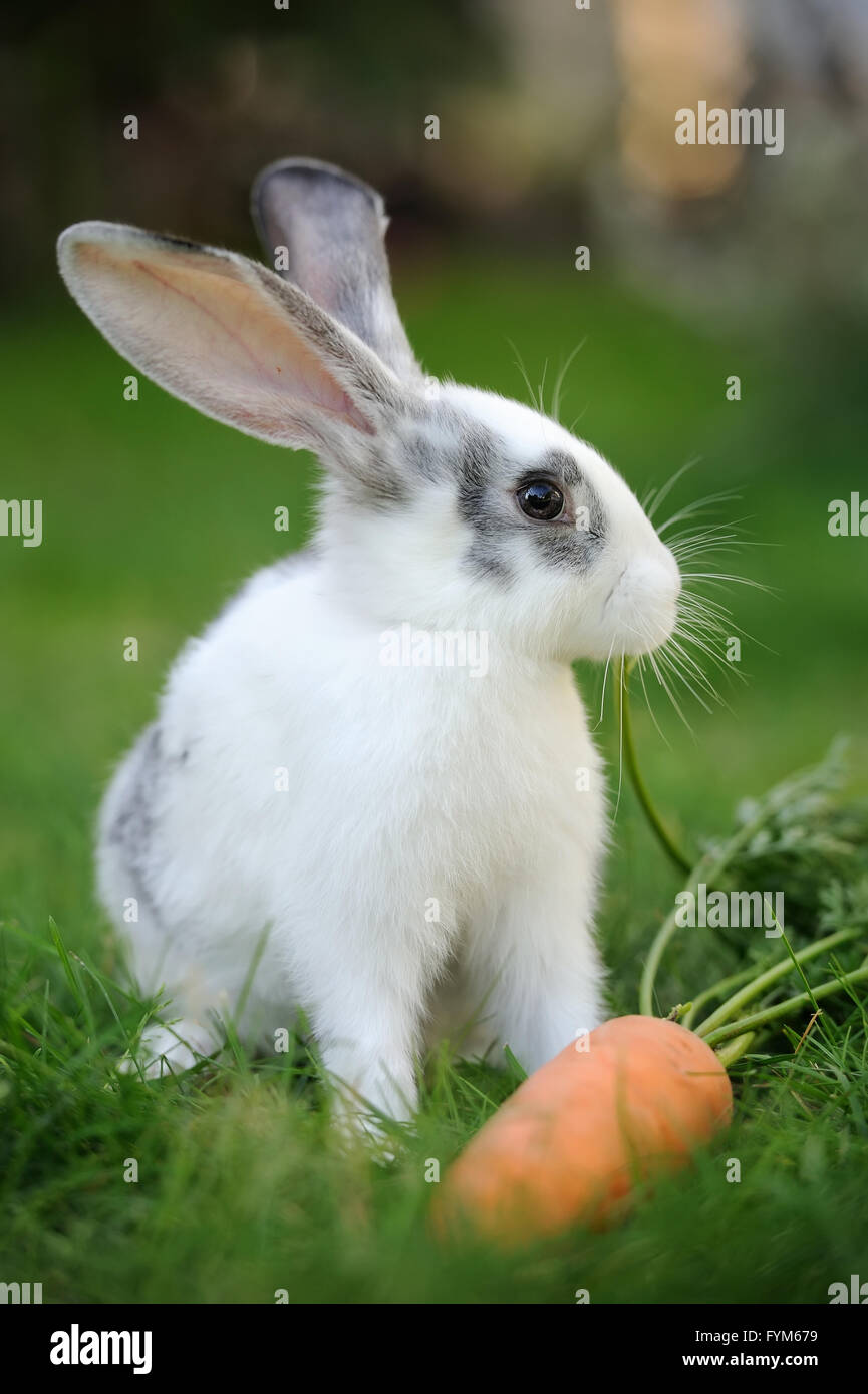 Rabbit with grass hi-res stock photography and images - Alamy