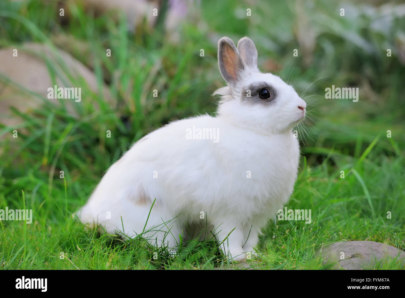 Rabbit with grass hi-res stock photography and images - Alamy