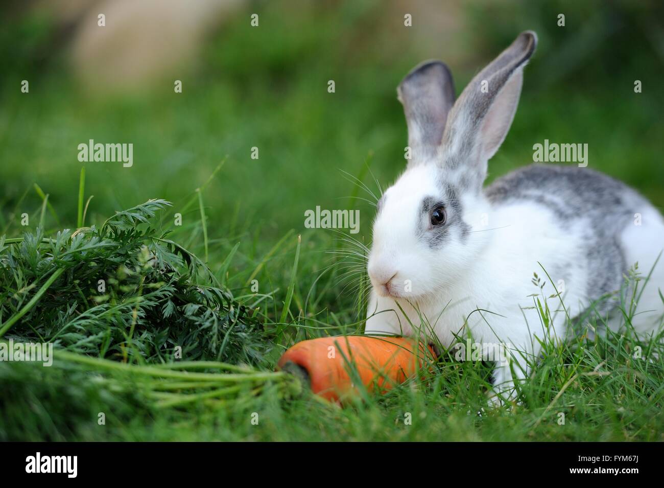 Rabbit in grass hi-res stock photography and images - Alamy