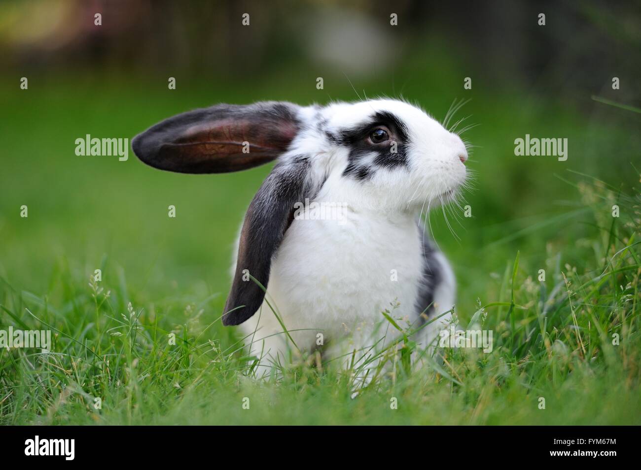 Rabbit in grass hi-res stock photography and images - Alamy