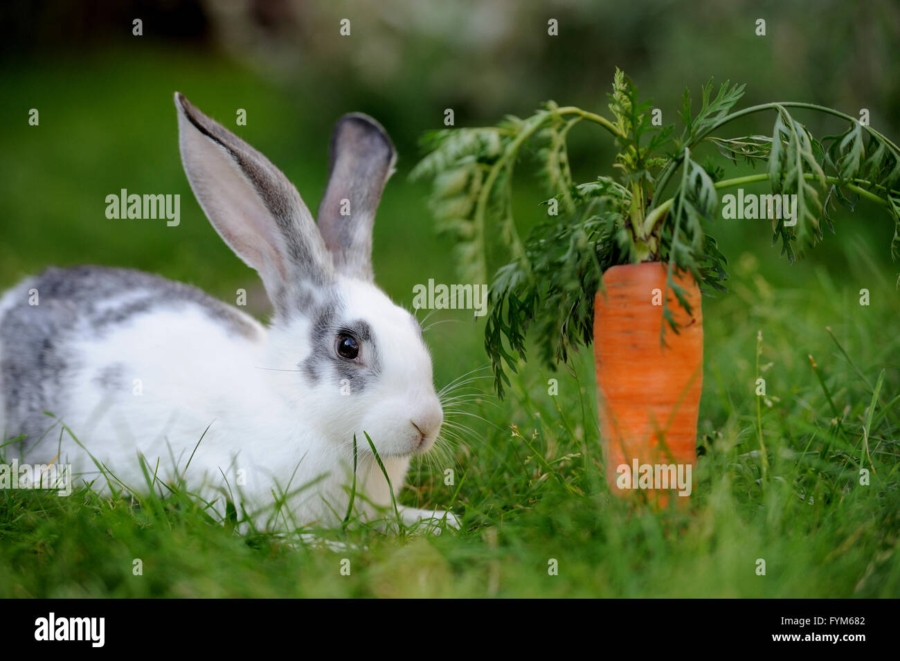 Rabbit in grass hi-res stock photography and images - Alamy