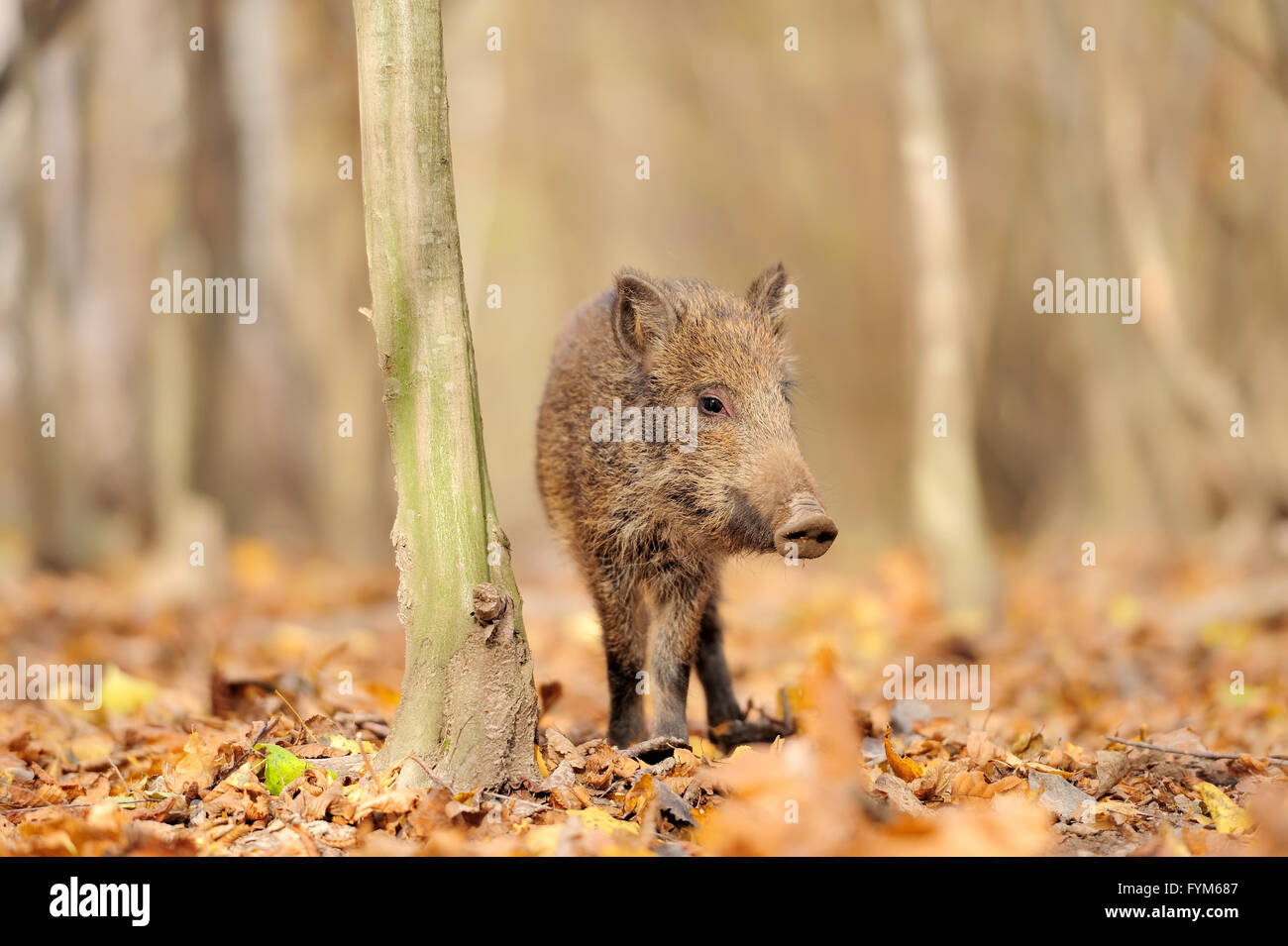 Young wild boar in forest Stock Photo - Alamy