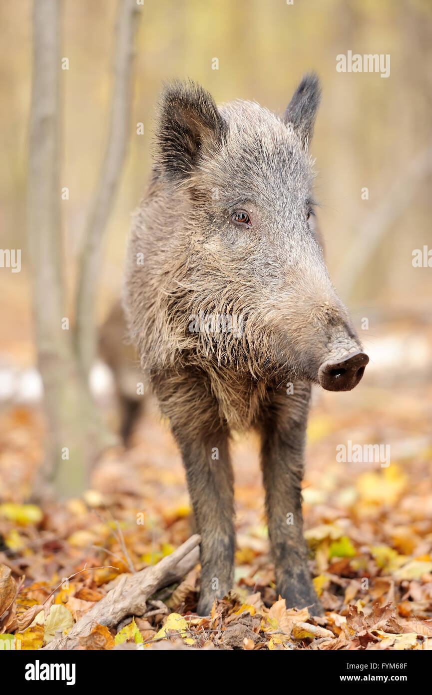 Boar wood hi-res stock photography and images - Alamy