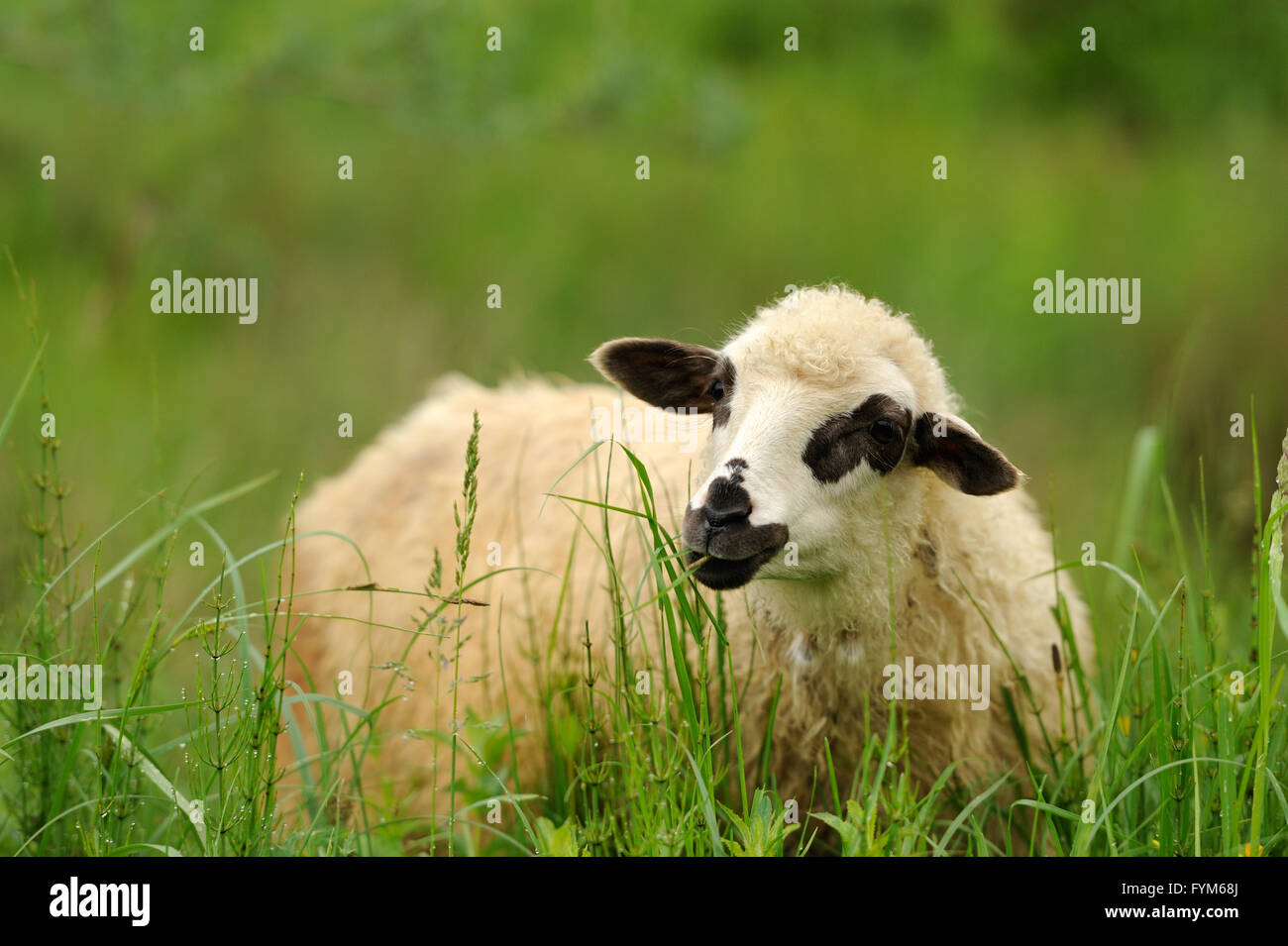 Sheep and plant hi-res stock photography and images - Alamy