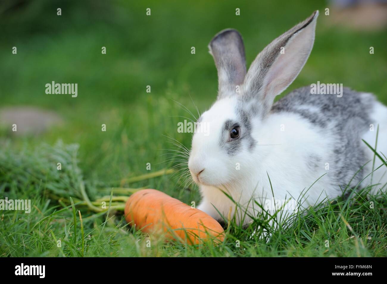 Baby rabbits grass hi-res stock photography and images - Alamy