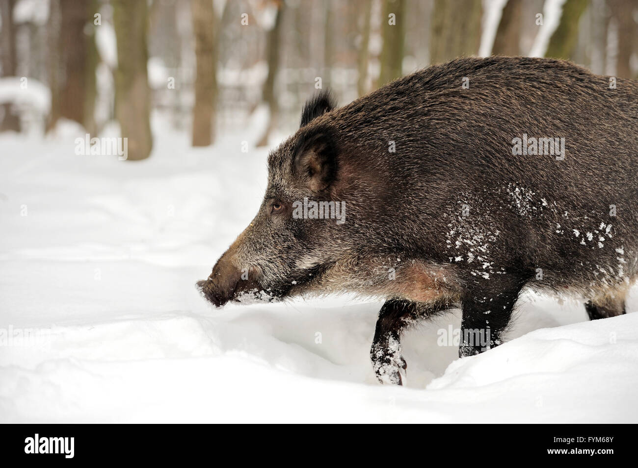 Boar leg hi-res stock photography and images - Alamy