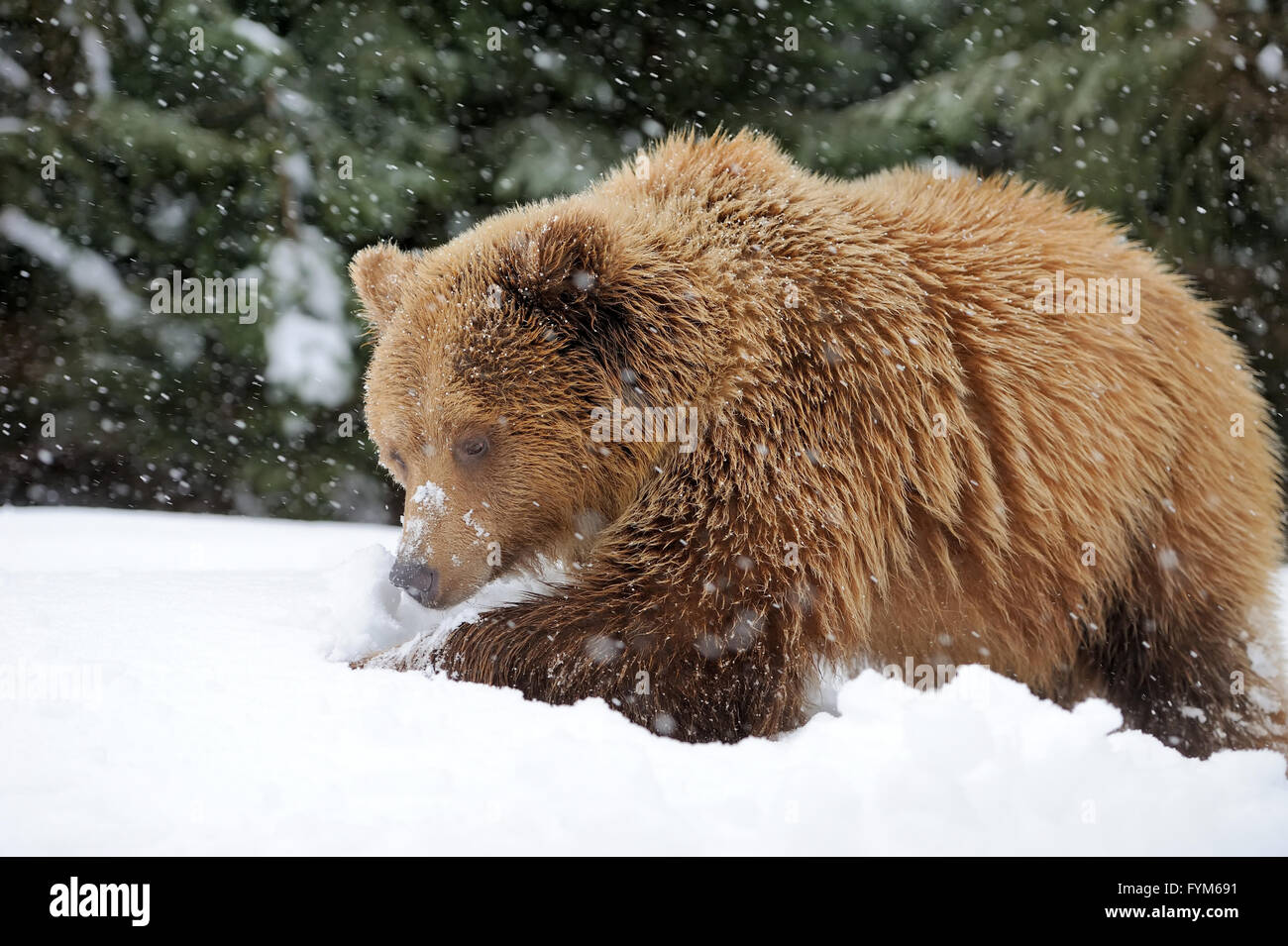 Growling bear hi-res stock photography and images - Alamy