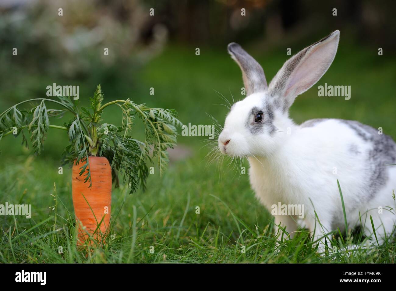 White rabbits in green grass hi-res stock photography and images - Alamy