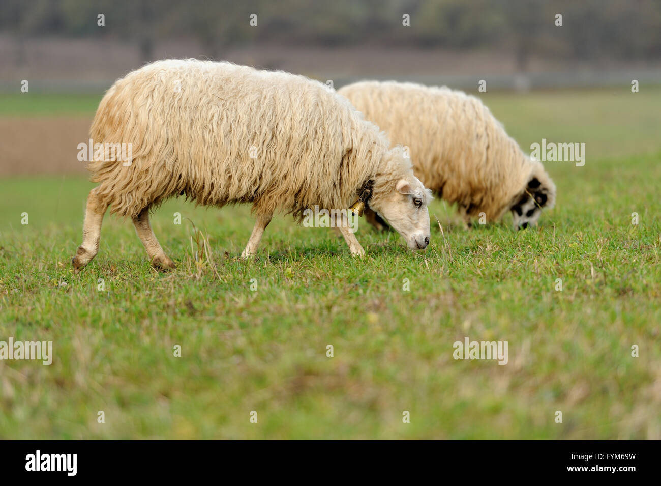 Meat farm sheep new zealand hi-res stock photography and images - Alamy