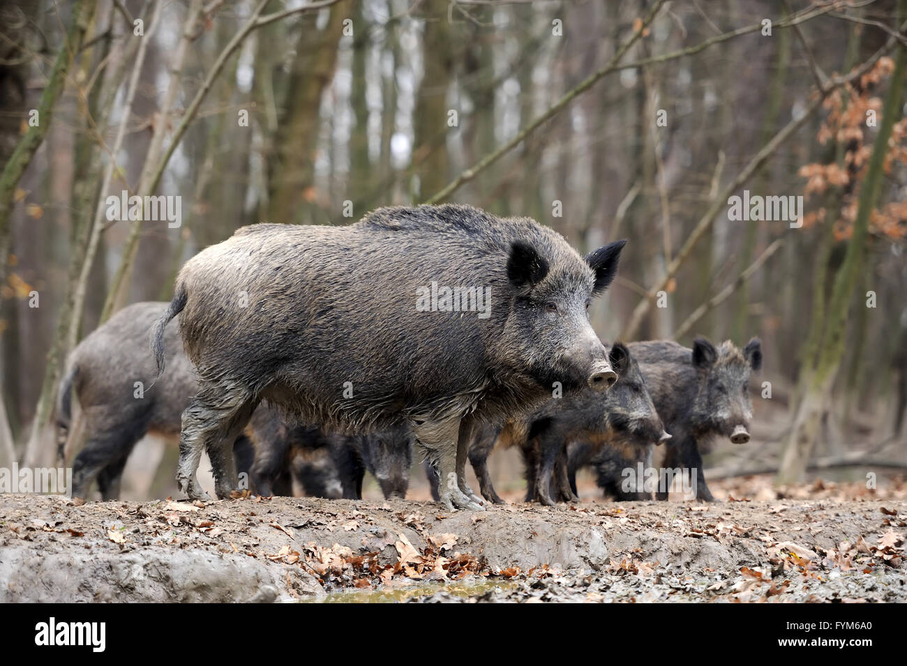 Wild Boar Attacks Hunter