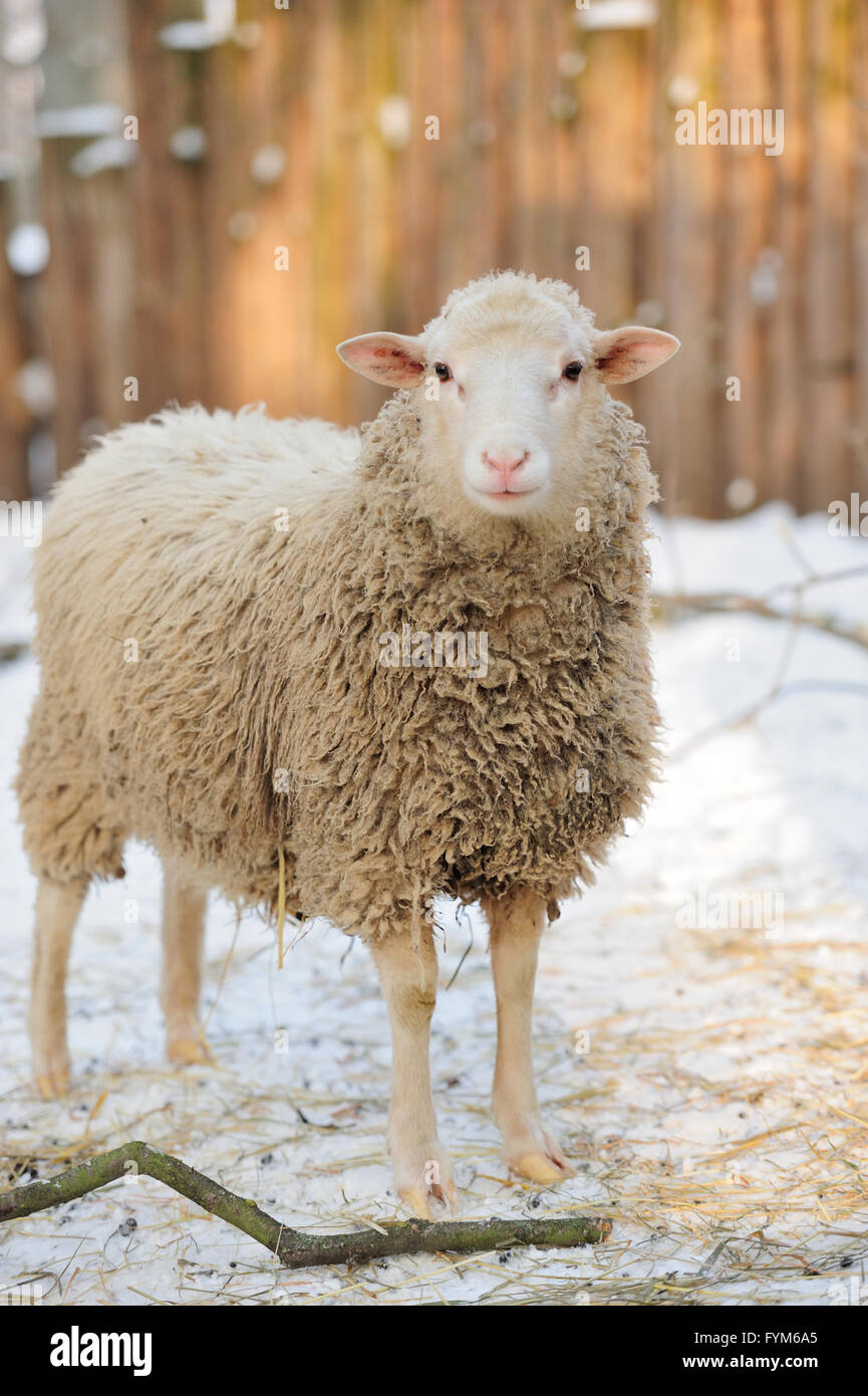 Young sheep in winter day Stock Photo - Alamy