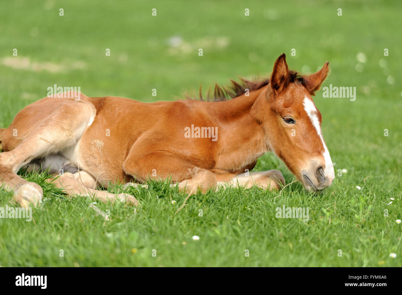 Male colt hi-res stock photography and images - Alamy