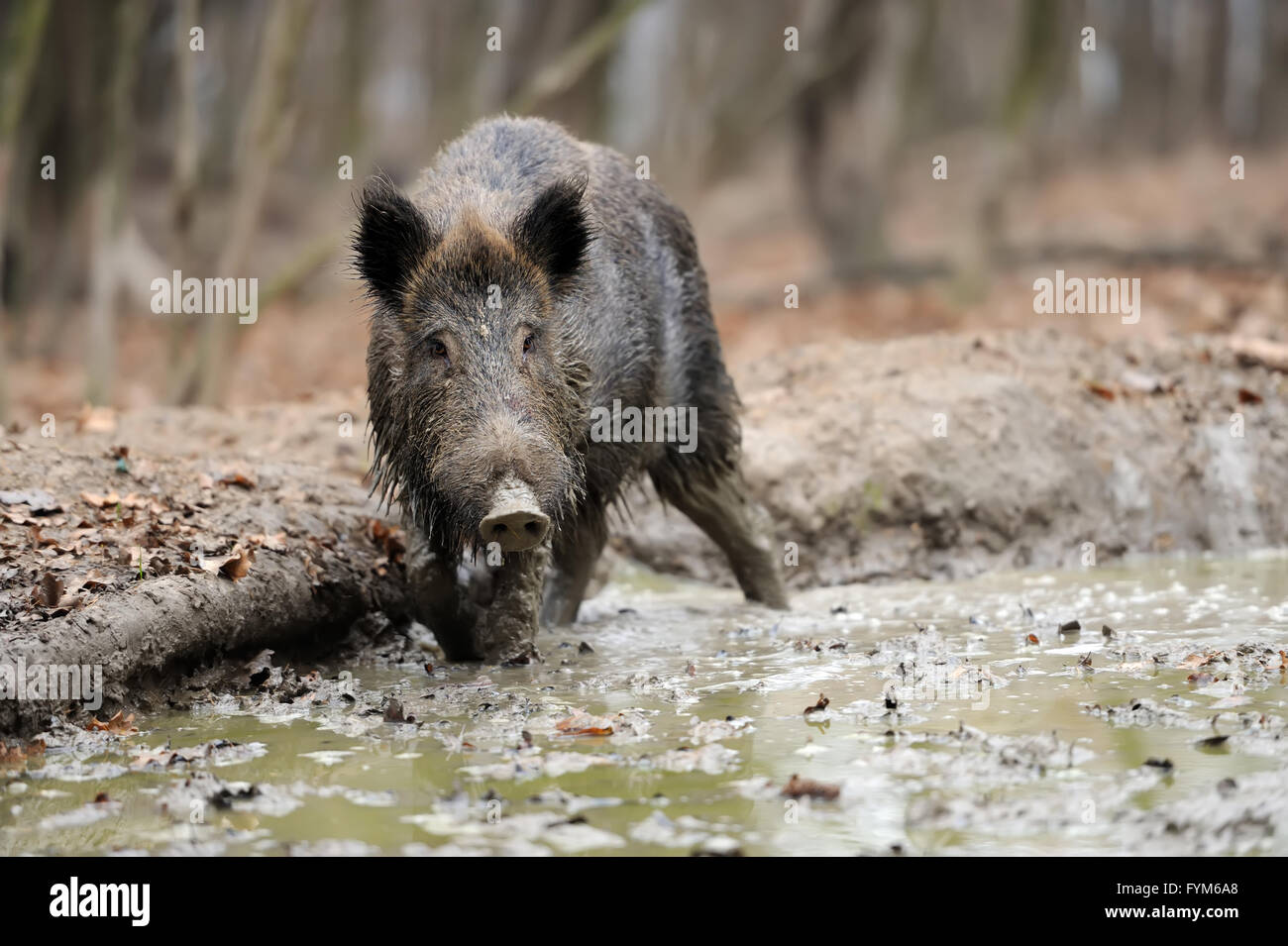 Wild young boar in autumn forest Stock Photo - Alamy