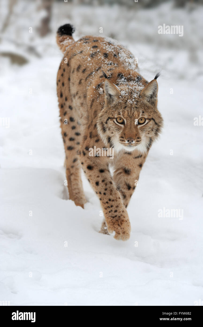 Young lynx in winter forest Stock Photo - Alamy
