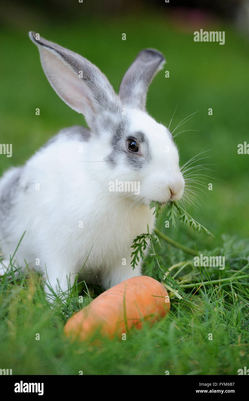 Grey rabbit sun hi-res stock photography and images - Alamy