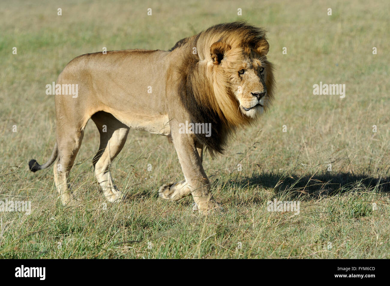 Beautiful Lion Caesar in the grass of Masai Mara, Kenya Stock Photo - Alamy
