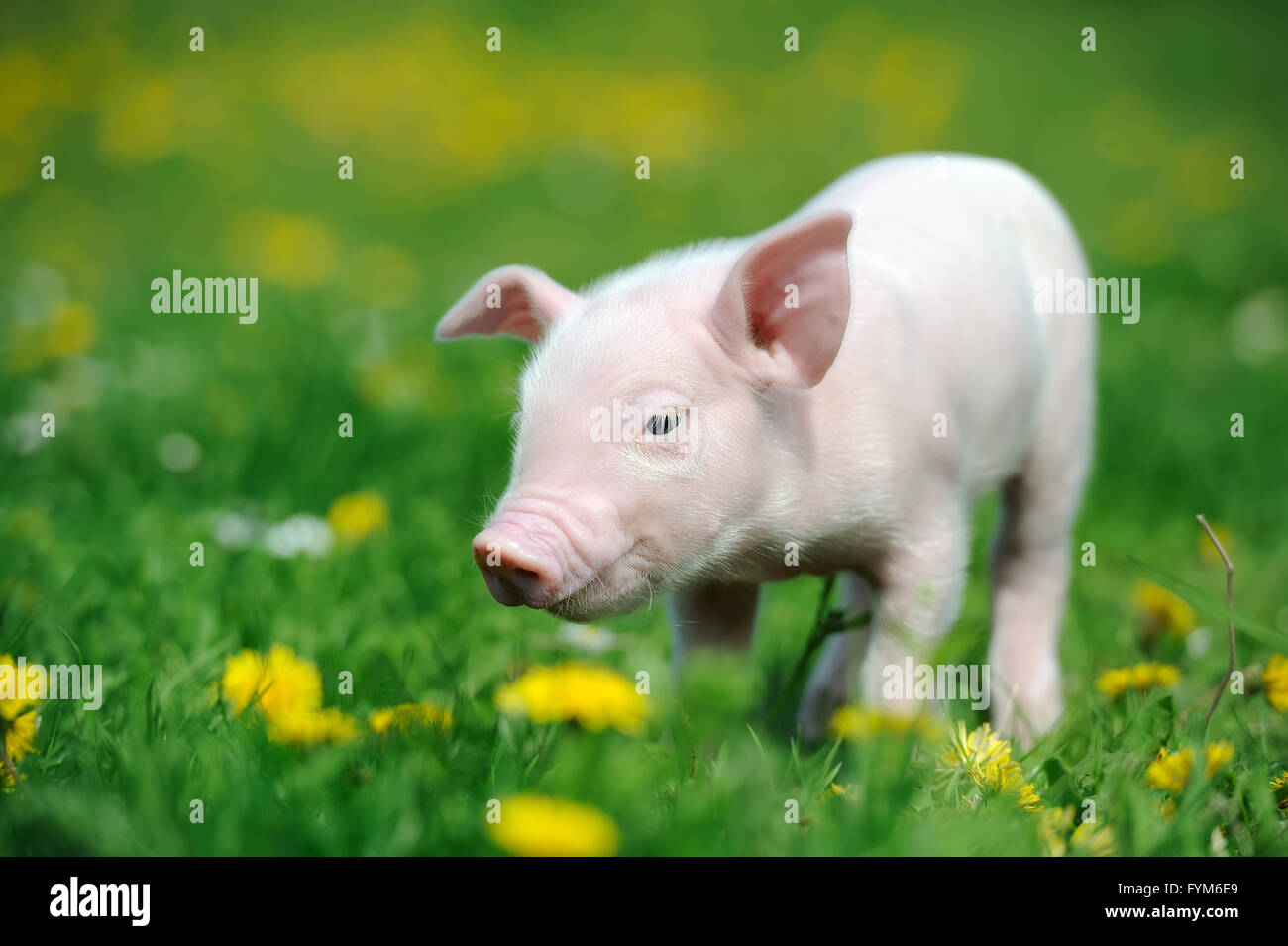 Pig Spring Flower High Resolution Stock Photography and Images - Alamy