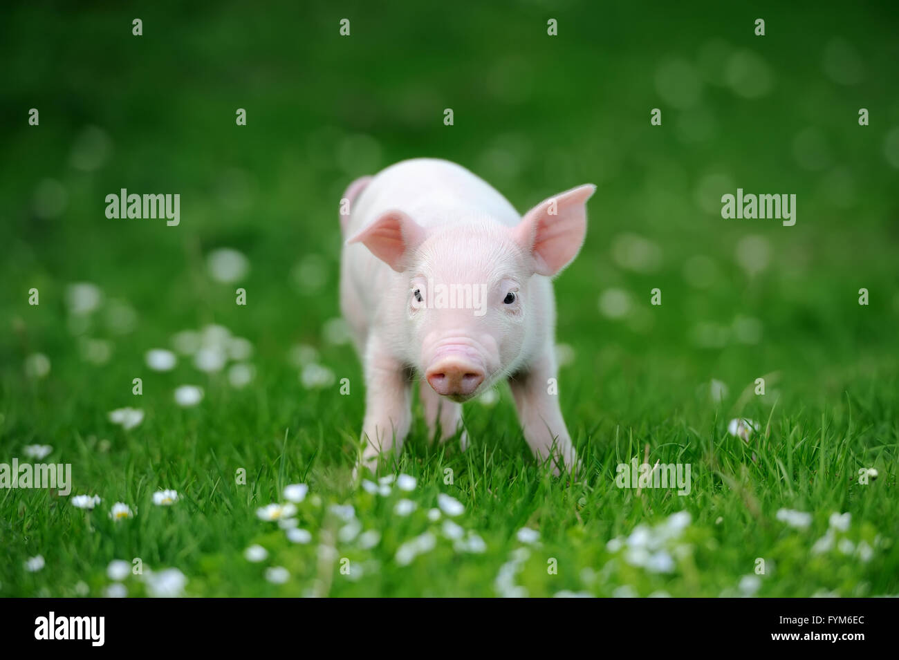 Pig spring flower hi-res stock photography and images - Alamy