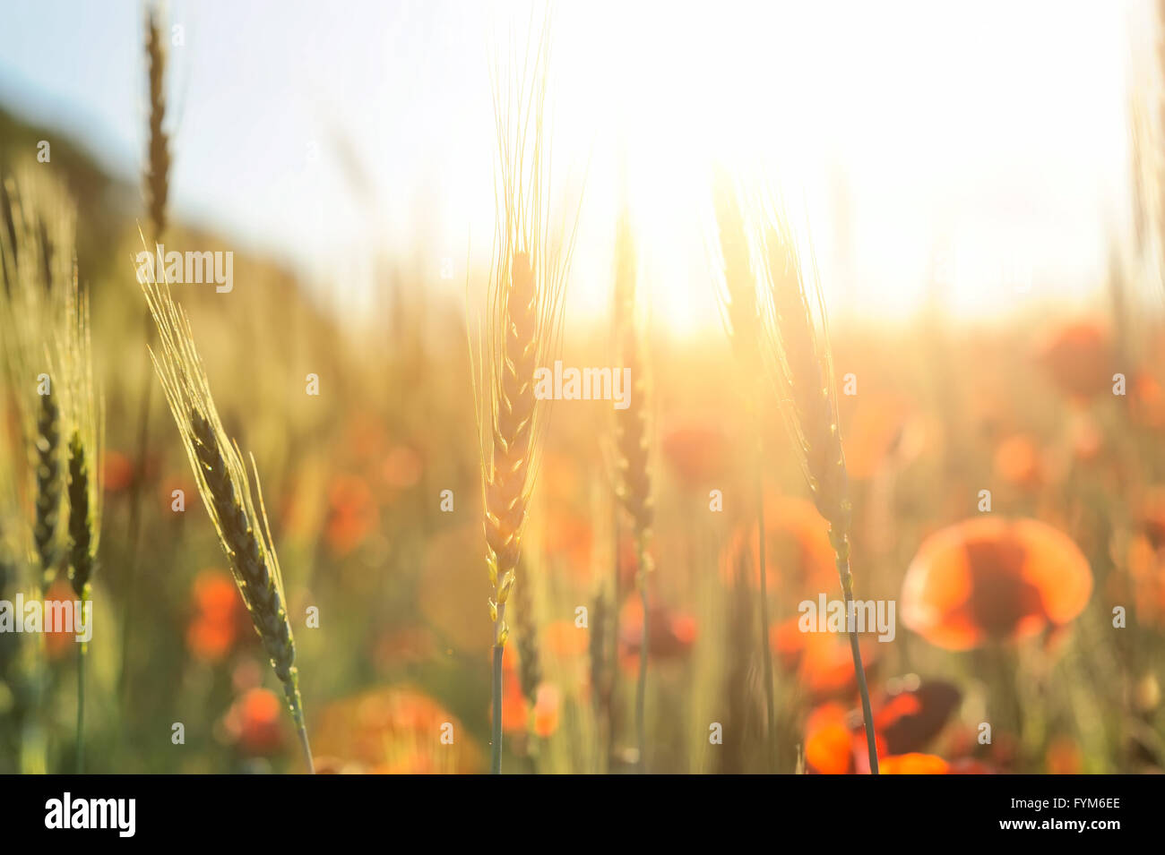 Field of bright red corn poppy flowers in summer Stock Photo - Alamy