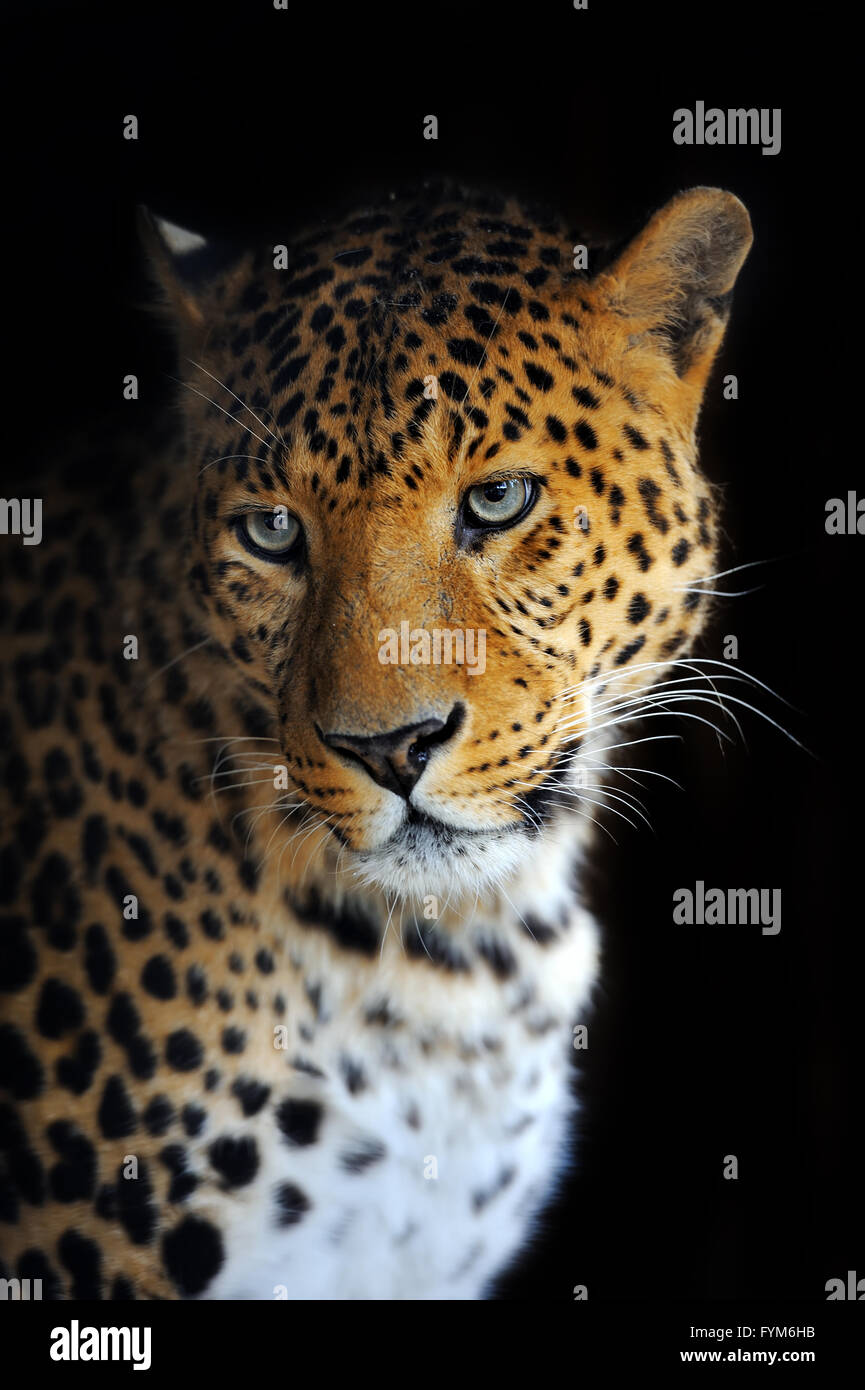 Leoprad face hi-res stock photography and images - Alamy