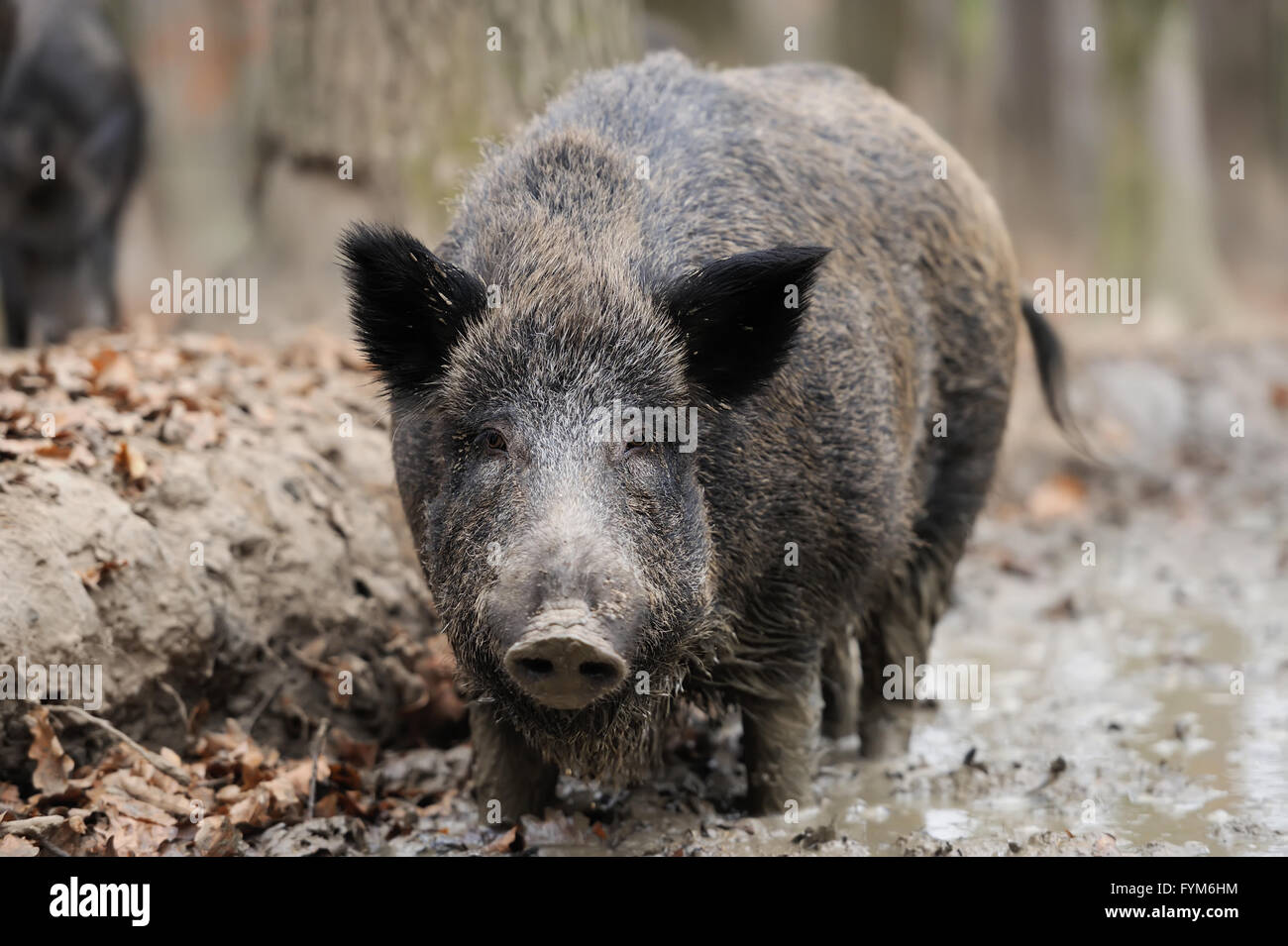 Baby boar grass hi-res stock photography and images - Alamy
