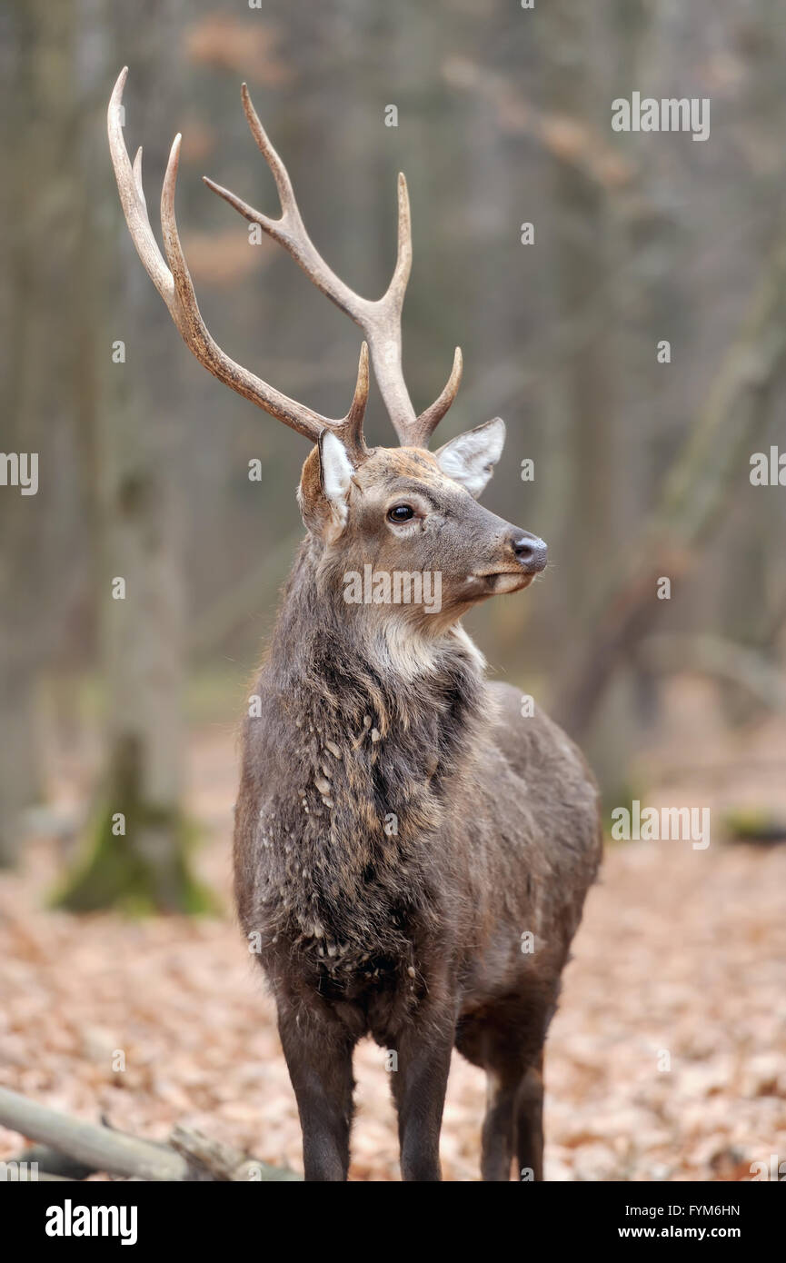Beautiful young red deer in forest Stock Photo - Alamy