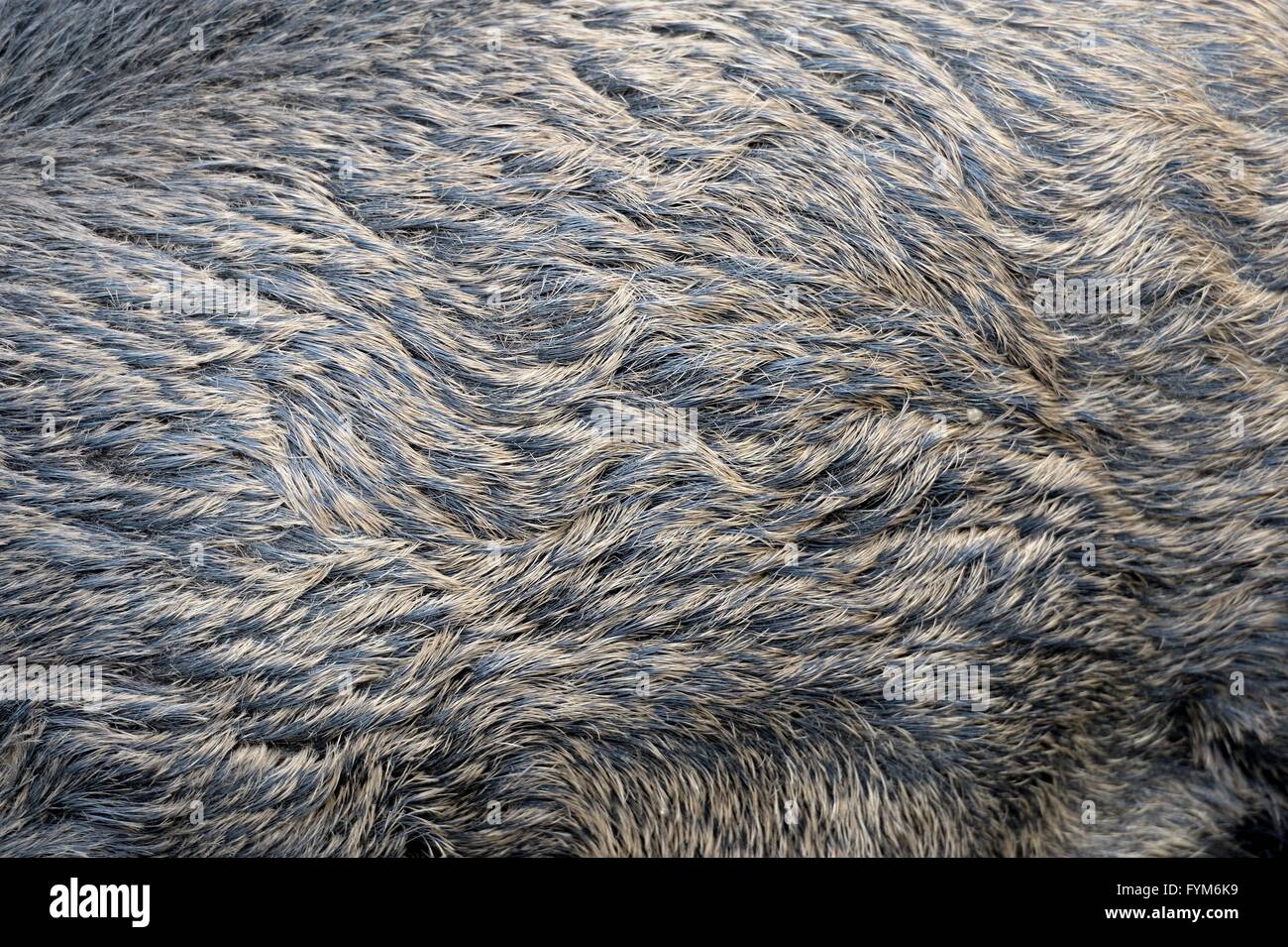 Texture of a skin of a wild boar as background Stock Photo - Alamy