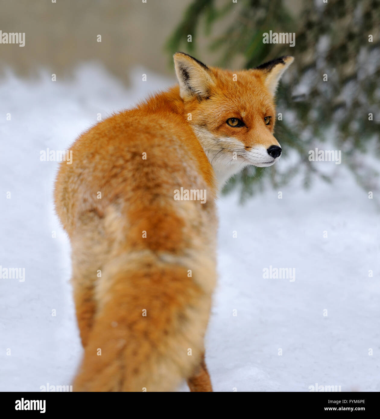 Red fox ears hi-res stock photography and images - Alamy