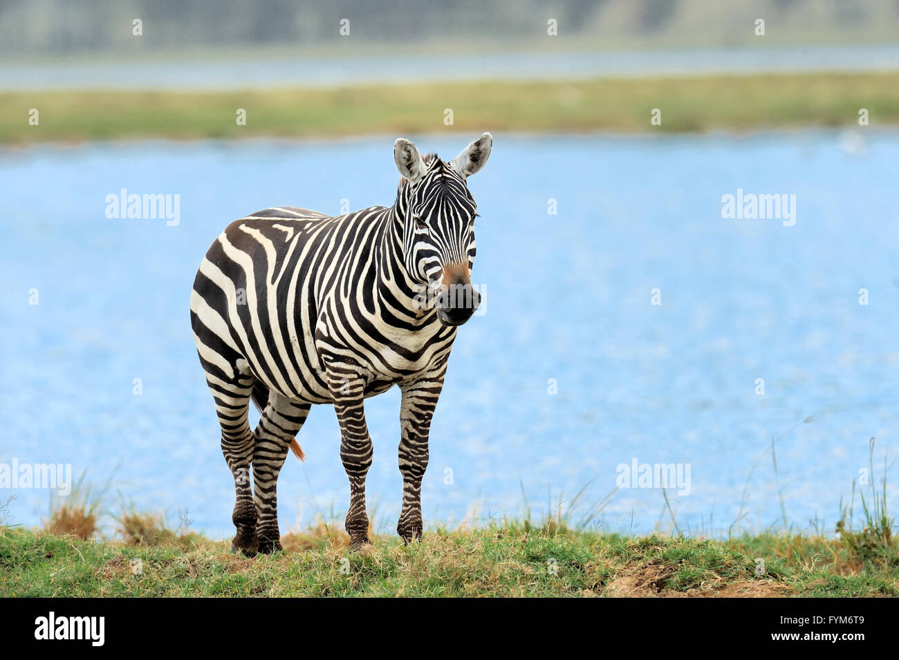 Zebra in arusha national park tanzania hi-res stock photography and ...