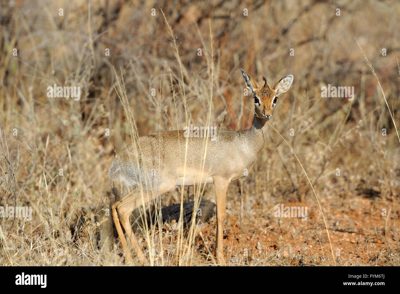 Dik dik baby hi-res stock photography and images - Alamy