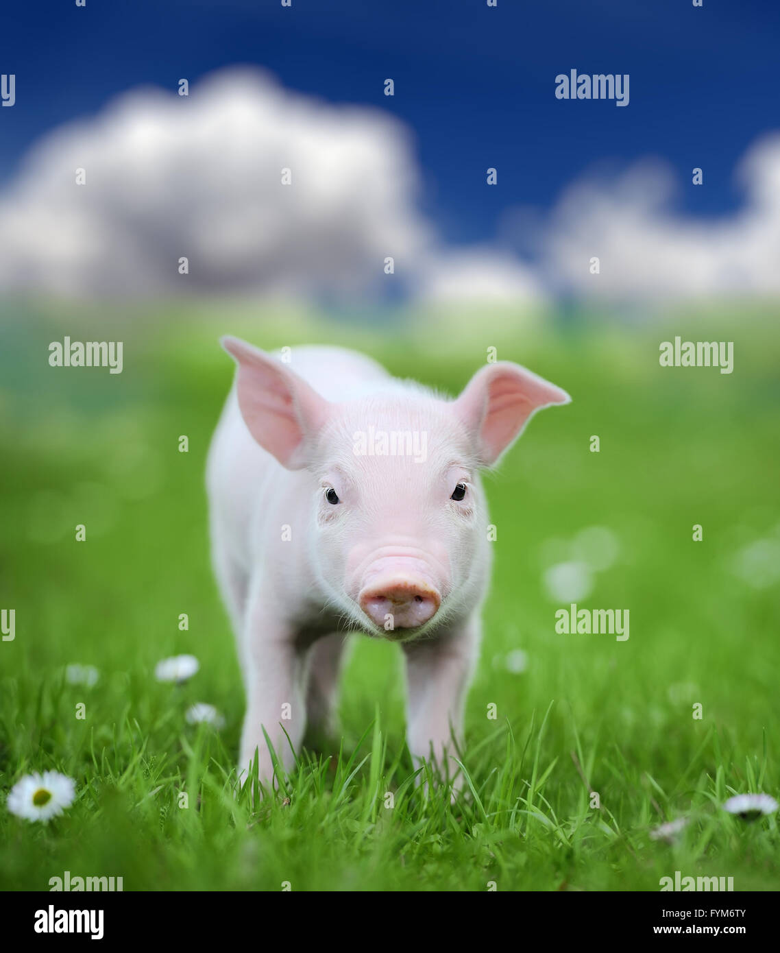 Pig spring flower hi-res stock photography and images - Alamy