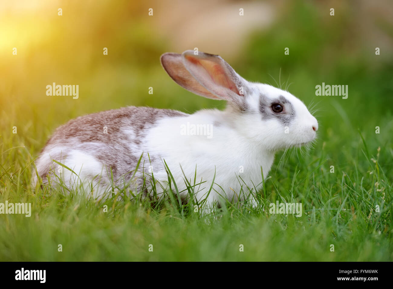 Little rabbit on green grass in summer day Stock Photo - Alamy