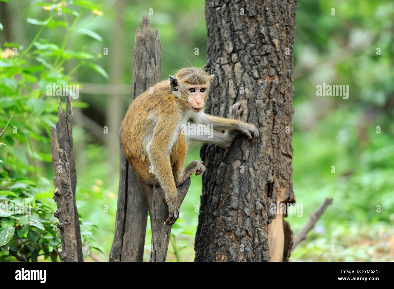 Monkey in the living nature. Country Of Sri Lanka Stock Photo - Alamy