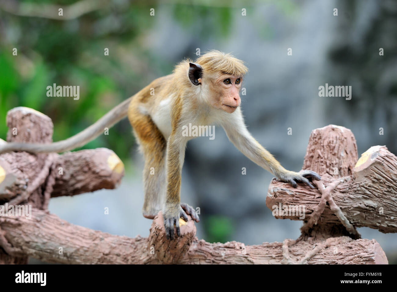 Monkey in the living nature. Country Of Sri Lanka Stock Photo - Alamy