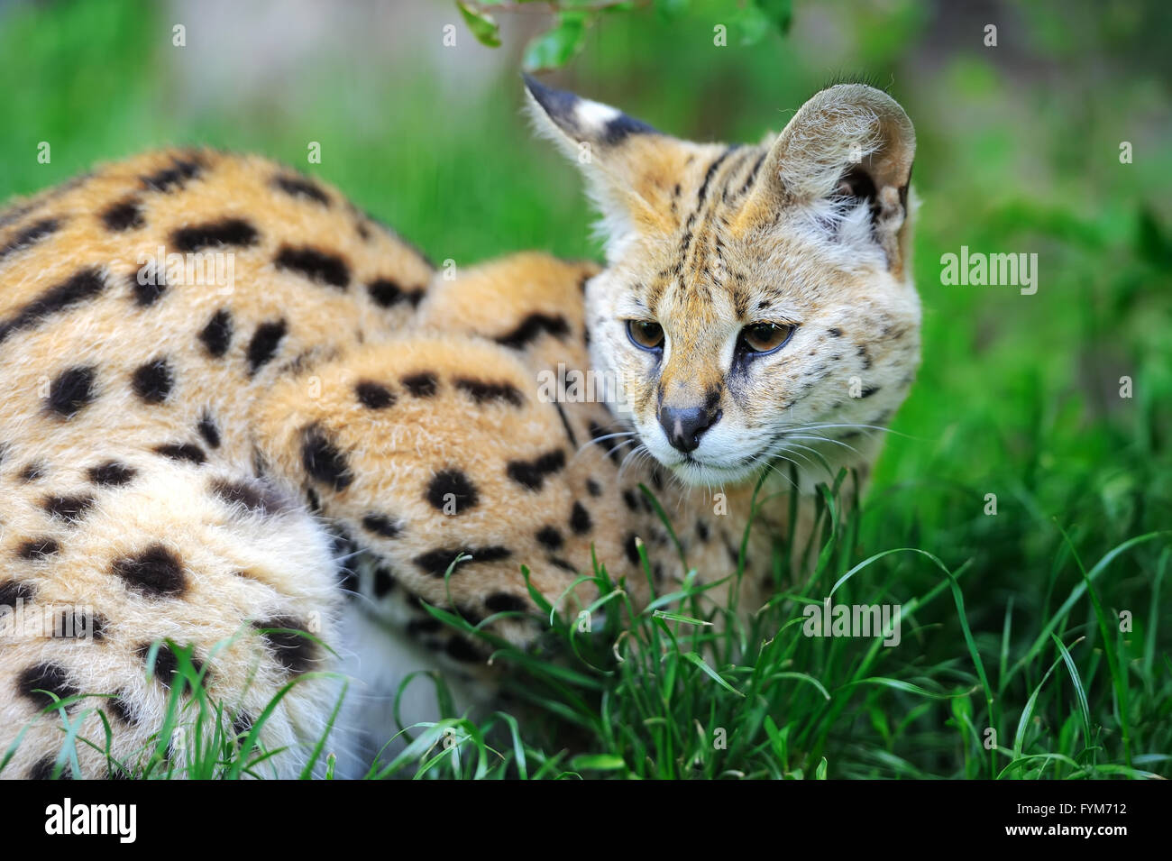 Serval cat (Felis serval) walking in the natural environment Stock ...