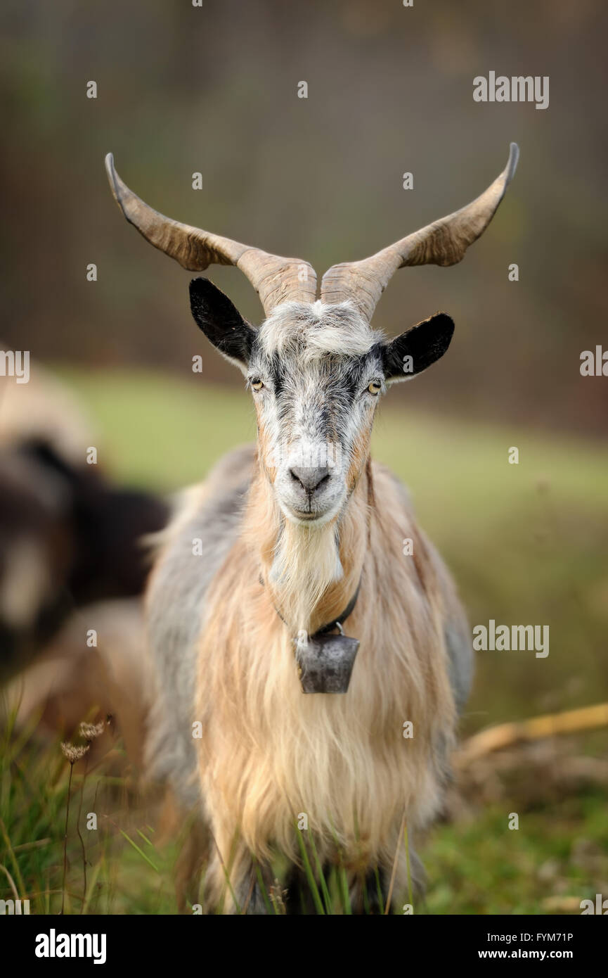 Close up mountain goat in hi-res stock photography and images - Alamy